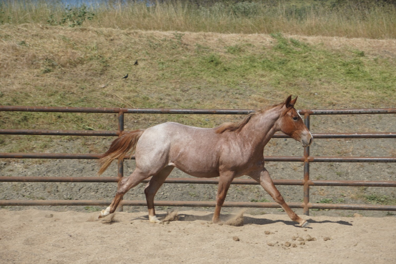 Name Pending - Performance Horse Sales - Cal Poly, San Luis Obispo